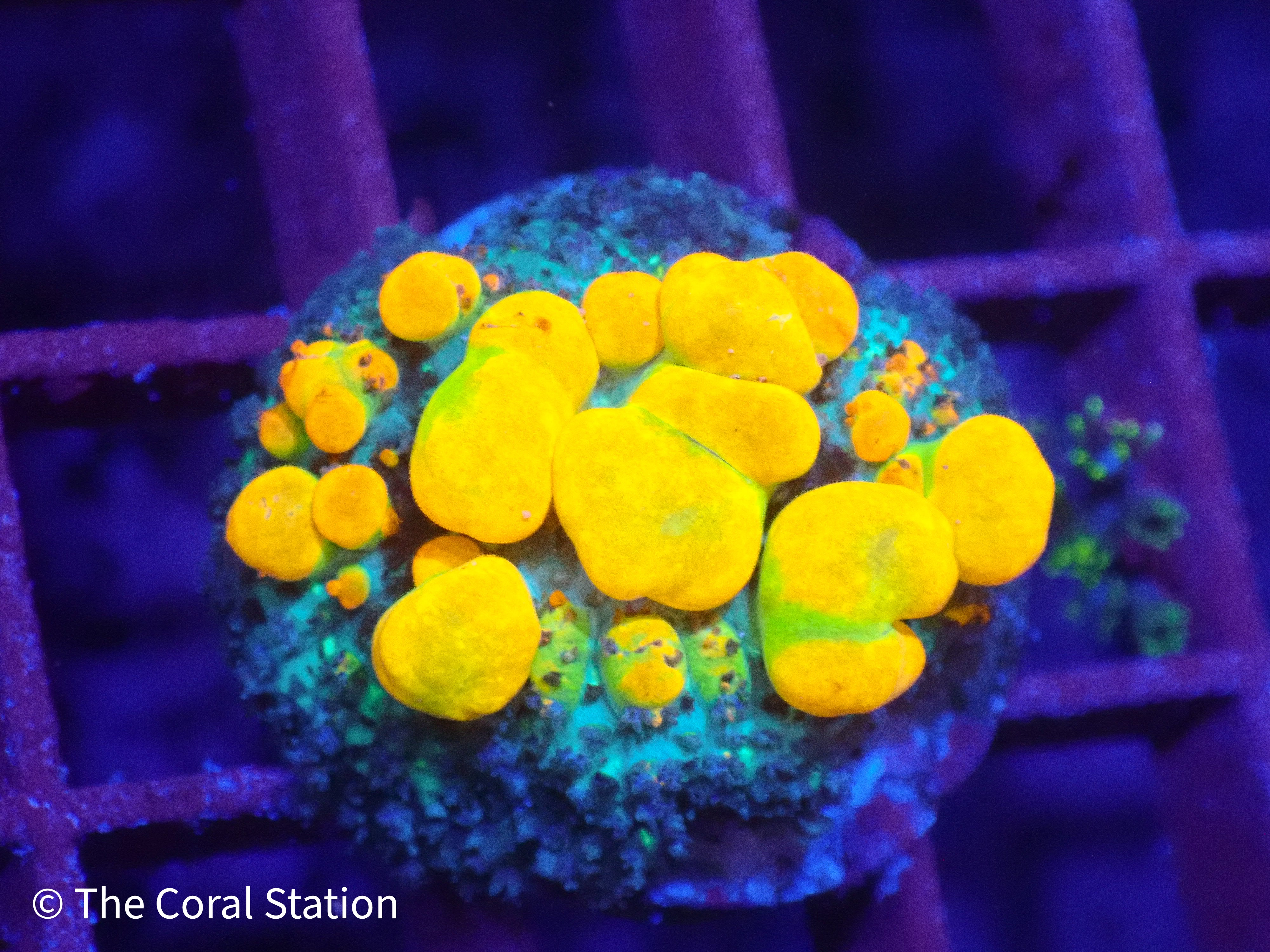 Mushroom Corals - WYSIWYG – The Coral Station