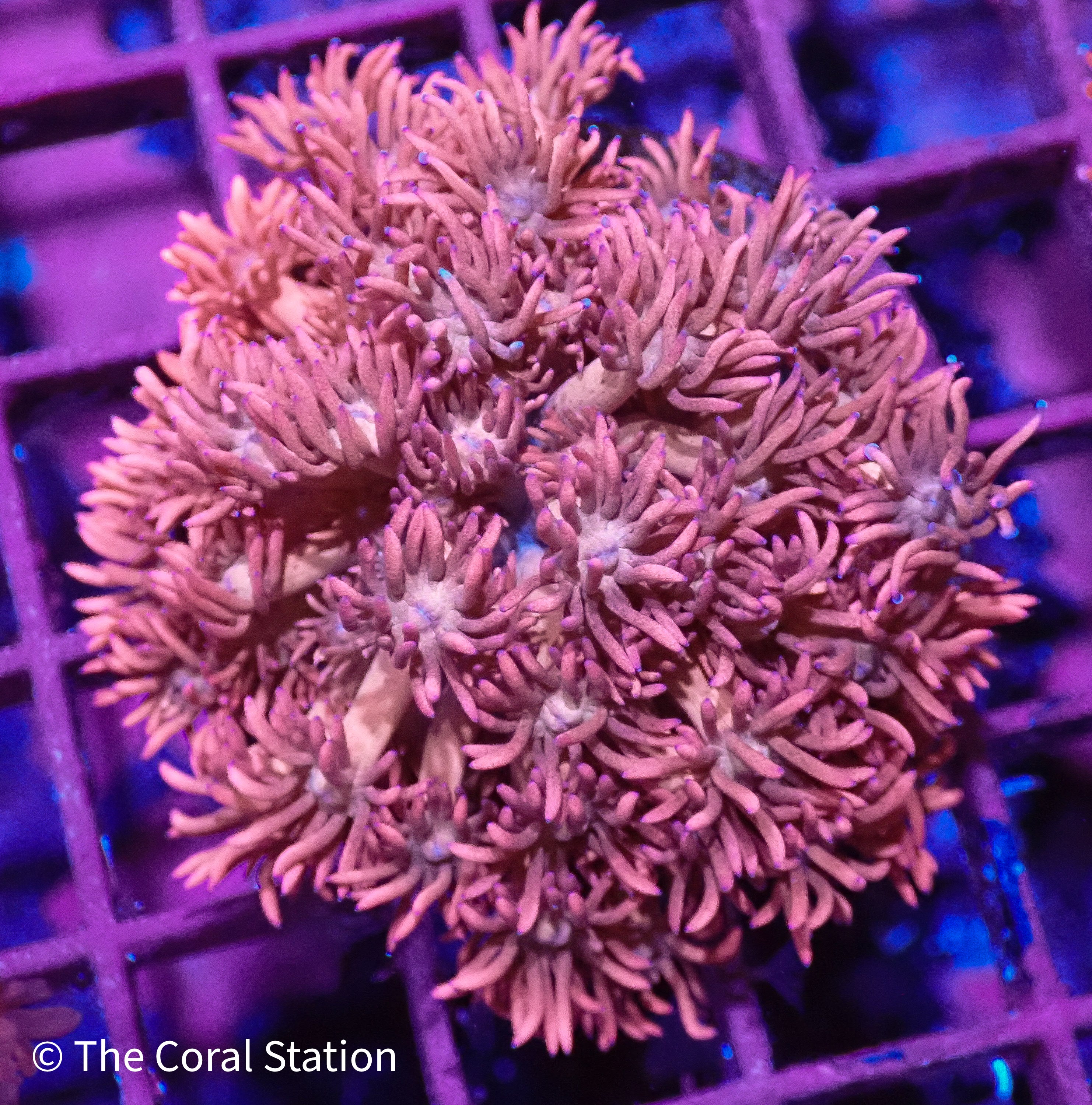 Pink Goniopora Mini Colony – The Coral Station