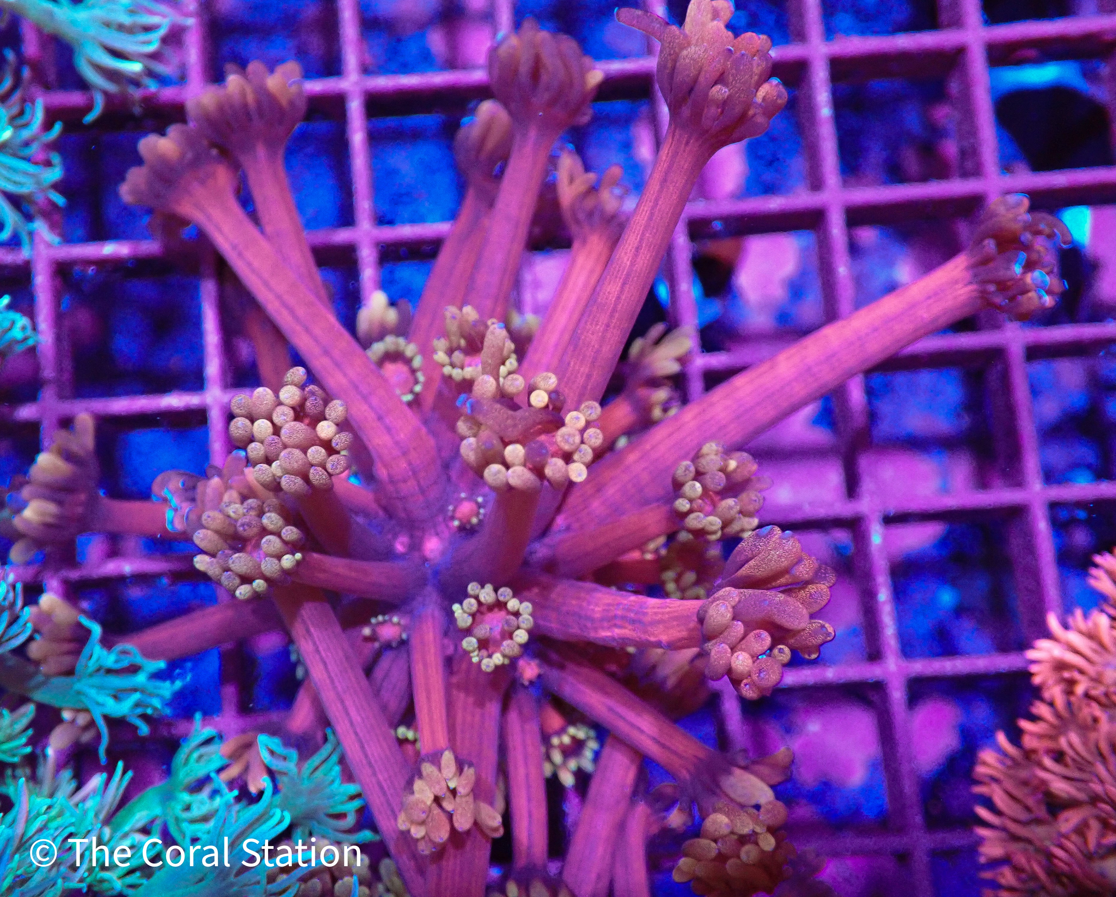 Ironman Goniopora – The Coral Station