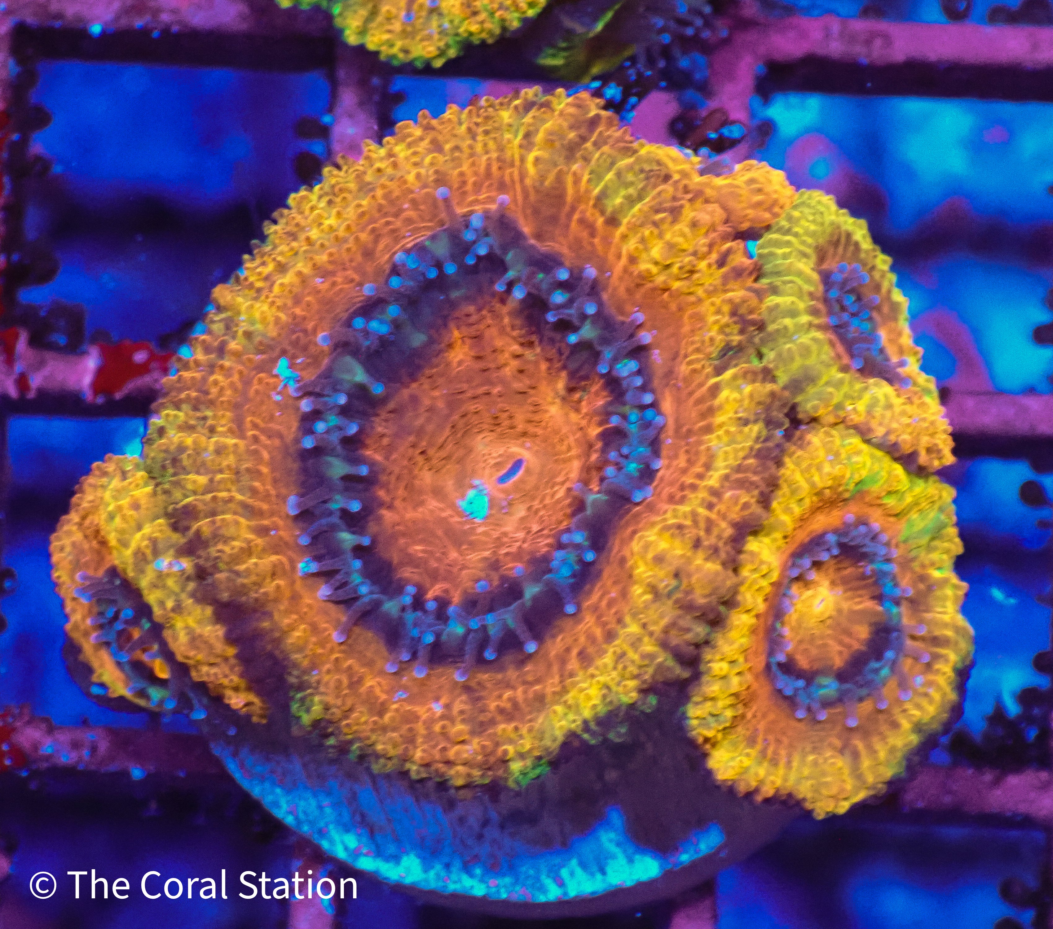 Rainbow Acan – The Coral Station