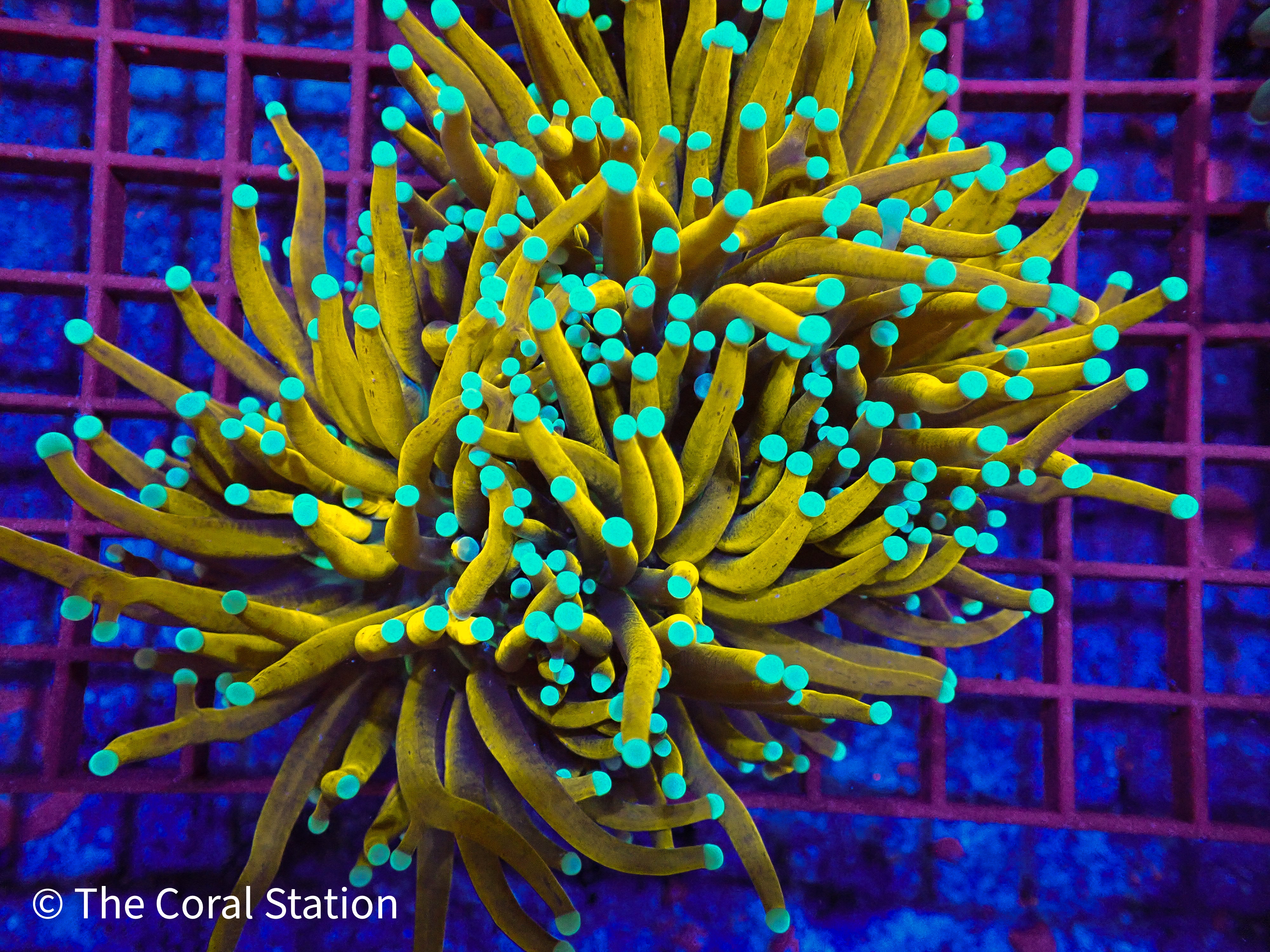 Banana Grail Torch – The Coral Station